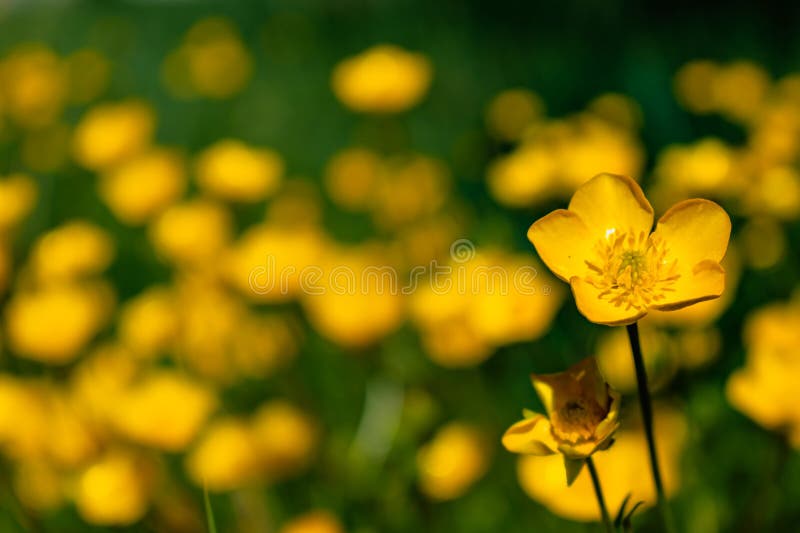 Buttercup or Creeping Buttercup in a Garden in Spring, Ranunculus ...