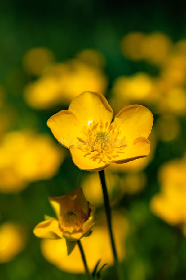 Buttercup or Creeping Buttercup in a Garden in Spring, Ranunculus ...