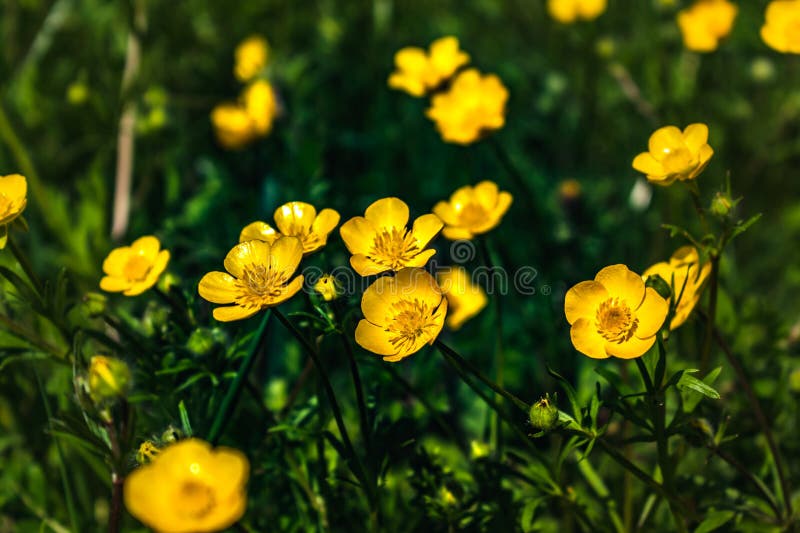 Buttercup or Creeping Buttercup in a Garden in Spring, Ranunculus ...