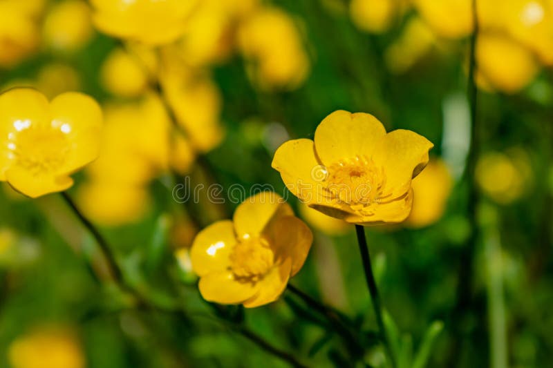 Buttercup or Creeping Buttercup in a Garden in Spring, Ranunculus ...