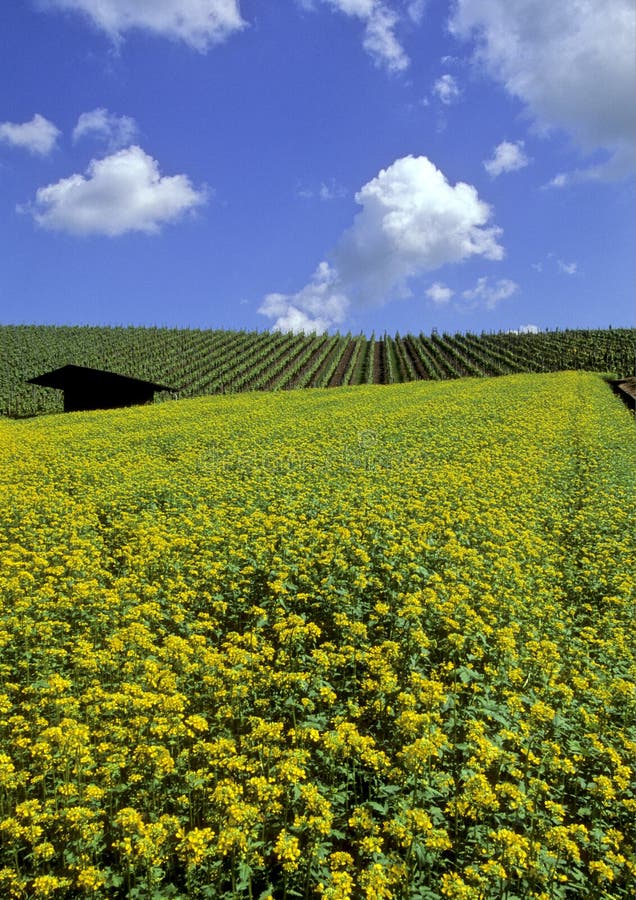 Buttercup field stock image. Image of beauty, outdoors - 15420955