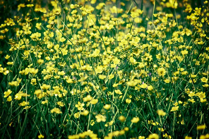 Buttercup field stock photo. Image of summer, wild, landscape - 92863862