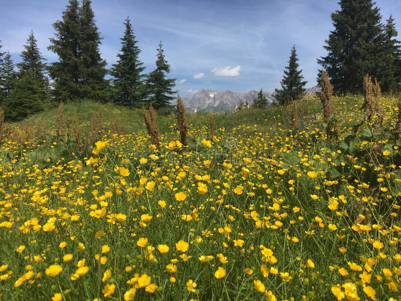 Buttercup field stock photo. Image of background, field - 80821452