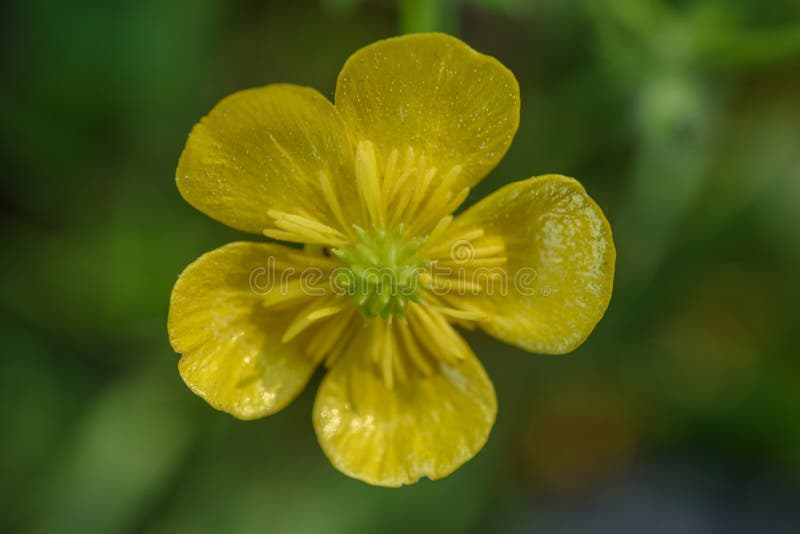 Buttercup Flower in Detail Blooming in Spring Stock Photo - Image of ...