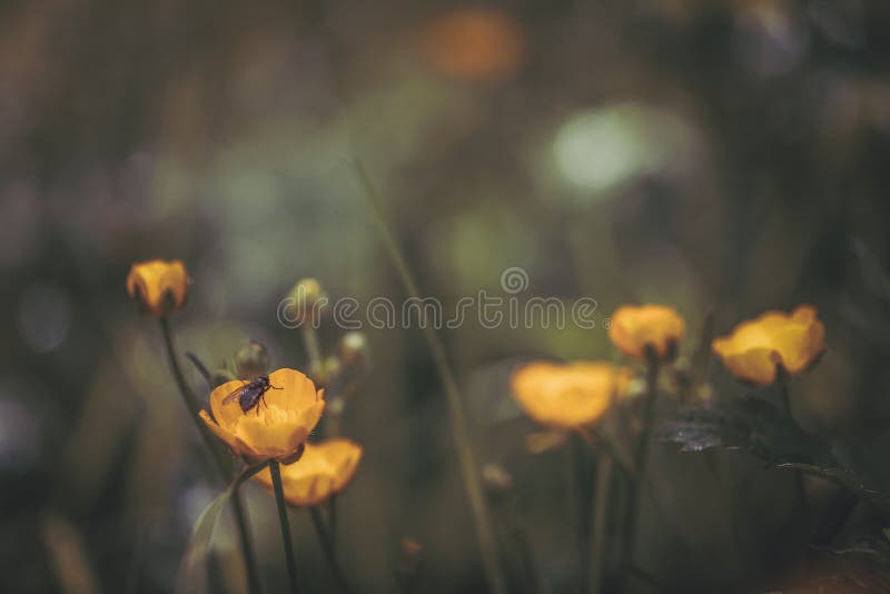 Buttercup Flower in the Field Stock Photo - Image of spring, landscape ...