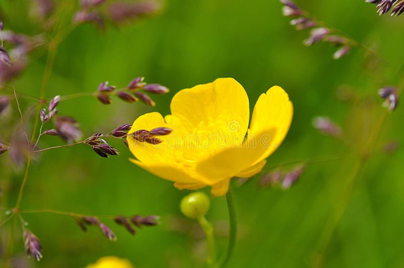 Buttercup Flower on the Field Stock Image - Image of plant, nature ...