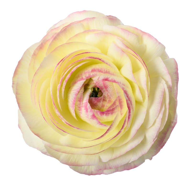 Buttercup flower head stock image. Image of bloom, ranunculus - 241960087