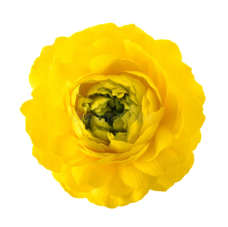 Buttercup flower head stock photo. Image of head, flowers - 363268704