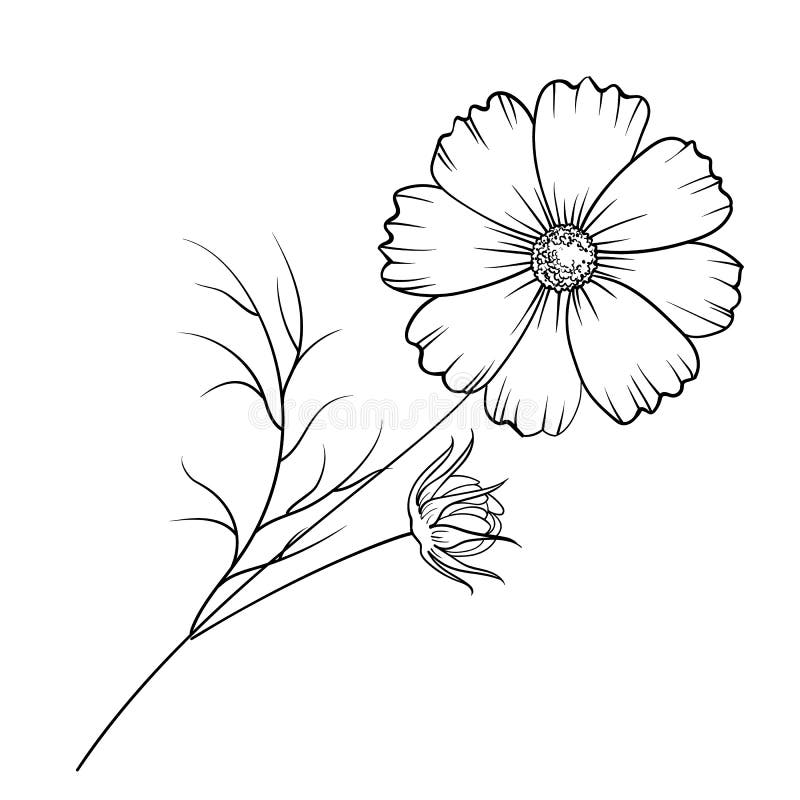 Buttercup Flower Illustration, Drawing, Engraving, Ink, Line Art ...