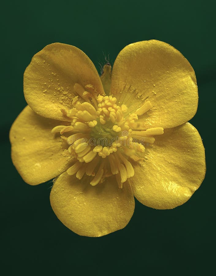 Buttercup Flower with Its Distinctive Yellow Color Stock Image - Image ...