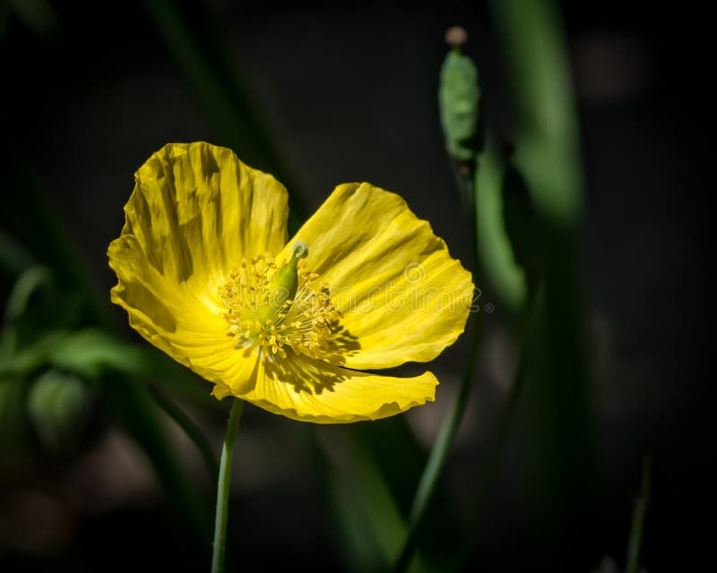 Buttercup Flower in a Spring Garden Stock Image - Image of bright, full ...