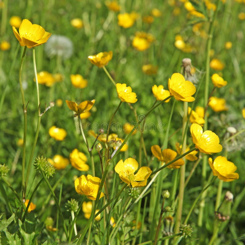 Buttercup Flowering in a Meadow Stock Photo - Image of country, gold ...
