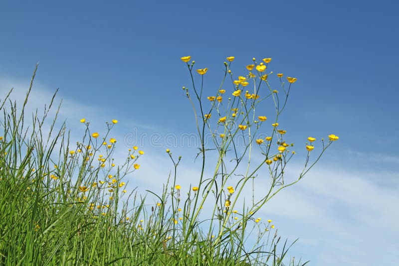 Buttercup Flowering in a Meadow Stock Photo - Image of repens, meadow ...