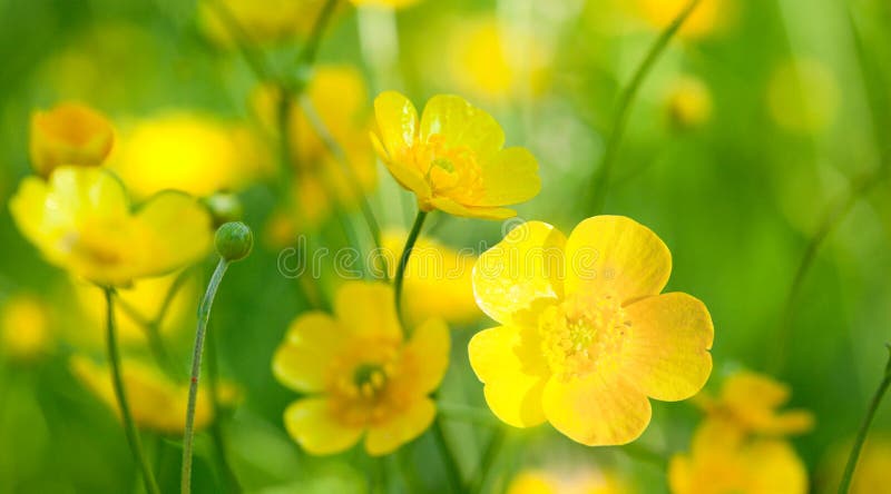 Buttercup stock image. Image of seansonal, fine, spring - 20137