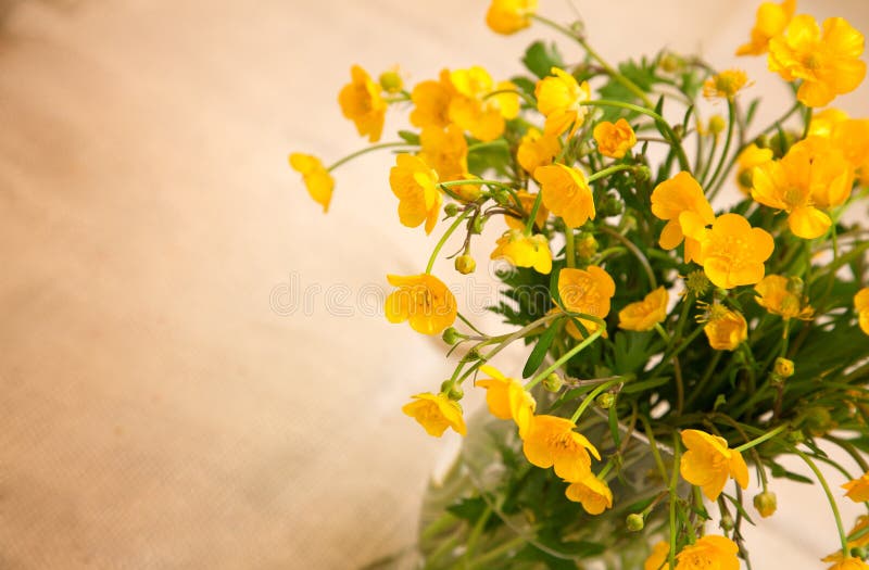 Yellow Buttercup Flower the Spring Stock Photo - Image of globe, five ...