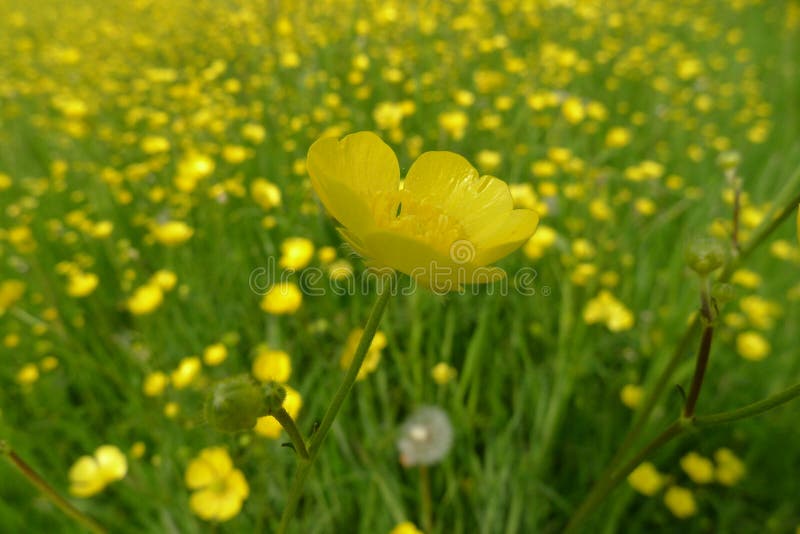 Buttercup flowers in field stock image. Image of botanic - 87504025