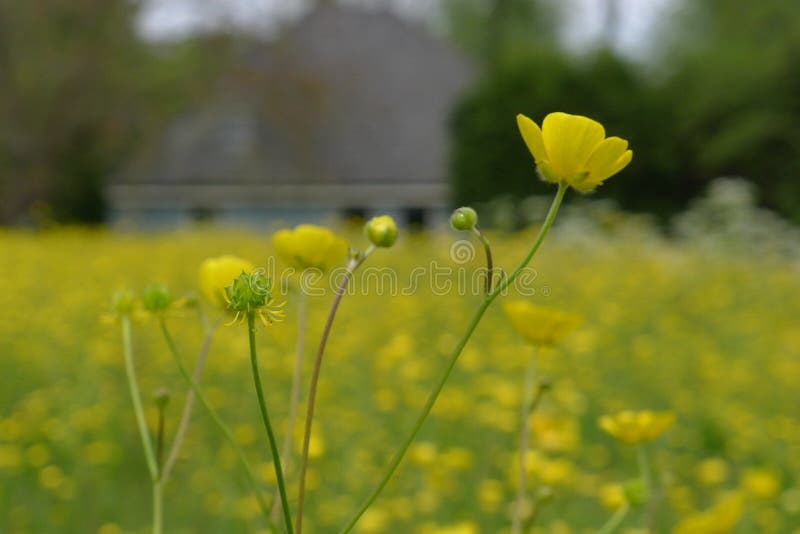 Buttercup flowers in field stock photo. Image of crowfoot - 87504184