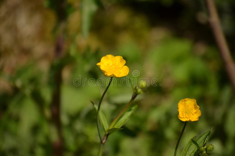 Buttercup stock image. Image of palustris, meadow, nature - 69456067