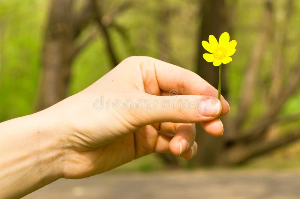 Buttercup in a hand stock photo. Image of male, clear - 9338944