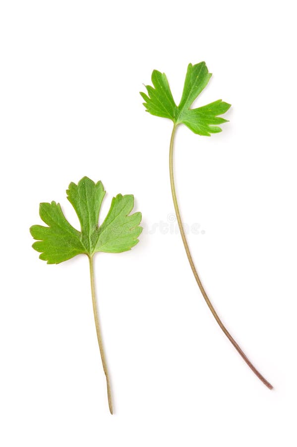 Buttercup leaves on white stock image. Image of natural - 118589053