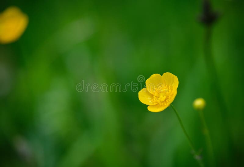 A buttercup among others stock photo. Image of leaf - 221420274