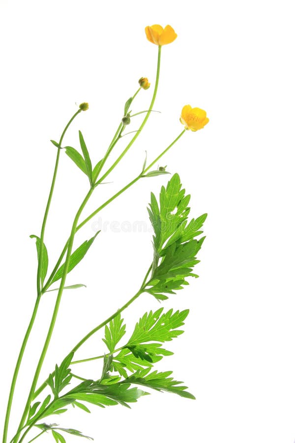 Buttercup (Ranunculus Acris) Stock Image - Image of acris, blooms: 50096083