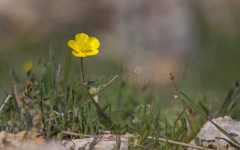 Buttercup (Ranunculus Repens) Stock Photo - Image of altitudes, spring ...