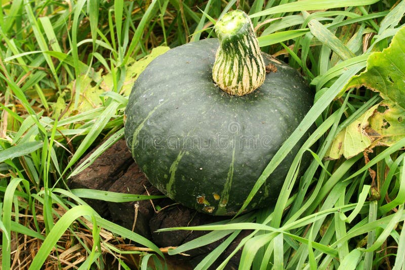 Buttercup squash stock photo. Image of squash, nutrition - 11485620