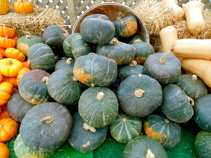 Buttercup Squash stock photo. Image of october, park - 56341572