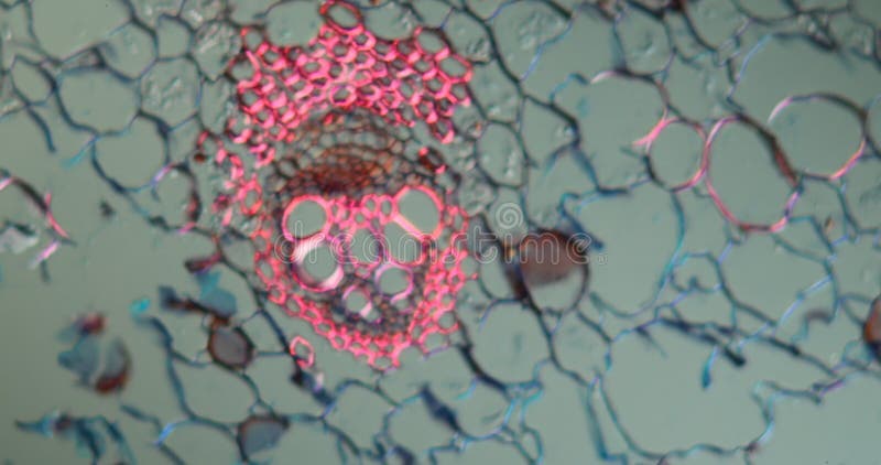 Buttercup Stem in Cross Section Stock Footage - Video of flower ...