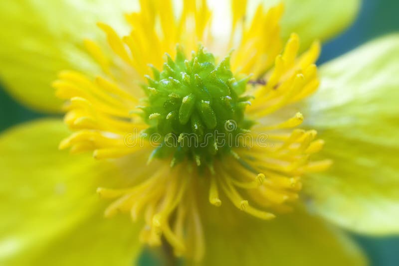 Buttercup - super macro stock photo. Image of blooming - 31625704
