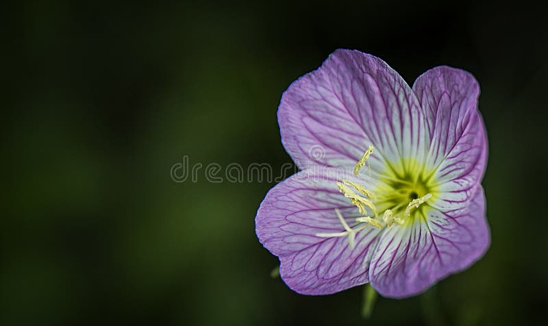 Buttercup stock photo. Image of nector, garden, bloom - 82304044