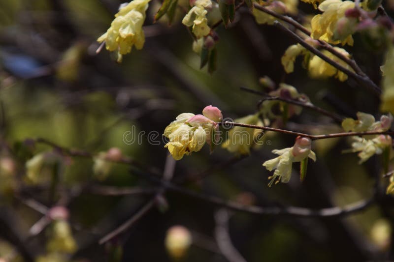 Buttercup winter hazel stock image. Image of spring - 113714707