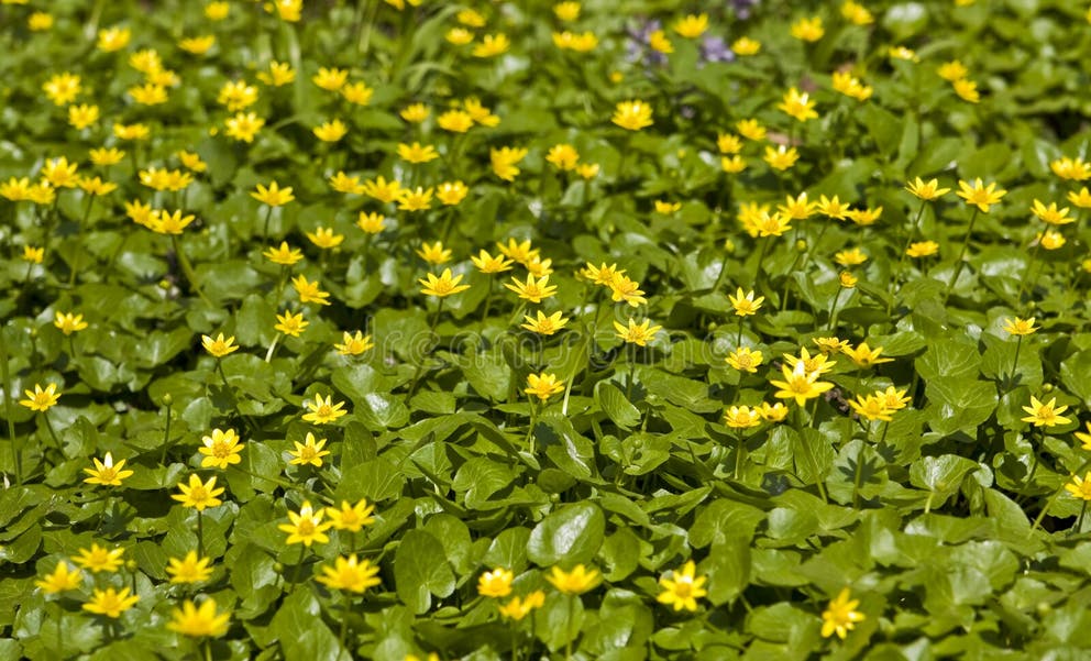 Buttercups stock image. Image of flower, botanic, yellow - 25209047