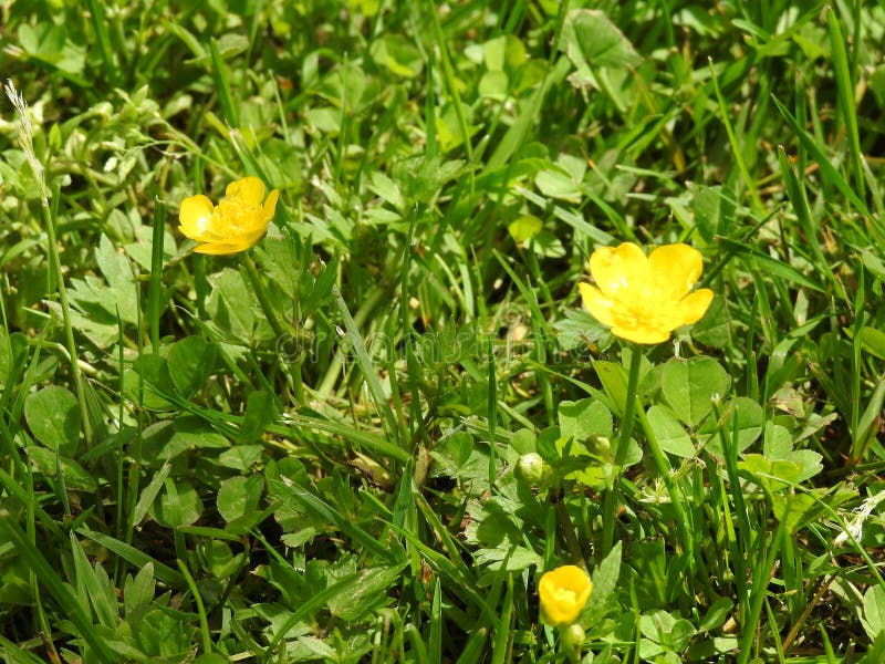 Buttercups flowers stock image. Image of bonny, flovers - 95311863