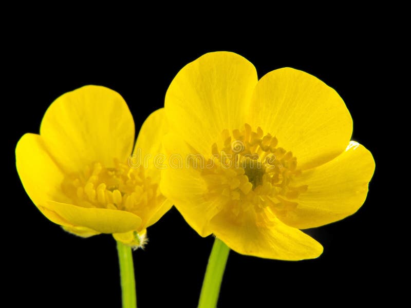Buttercups Isolated Against A Black Background Stock Image - Image of ...