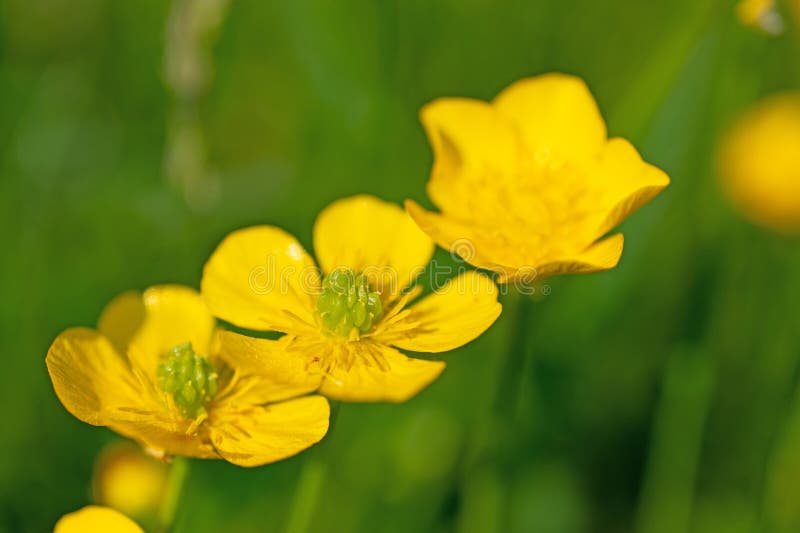 Buttercups, Ranunculus Acris, in Spring Stock Image - Image of plants ...