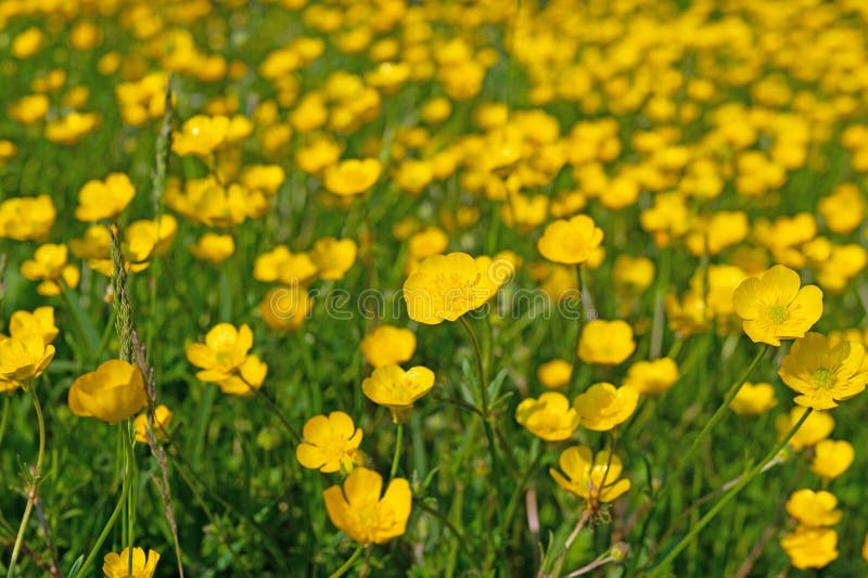 Buttercups, Ranunculus Acris, in Spring Stock Photo - Image of flowers ...