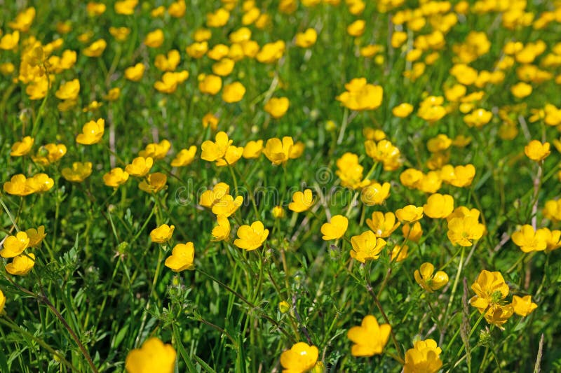 Buttercups, Ranunculus Acris, in Spring Stock Photo - Image of ...