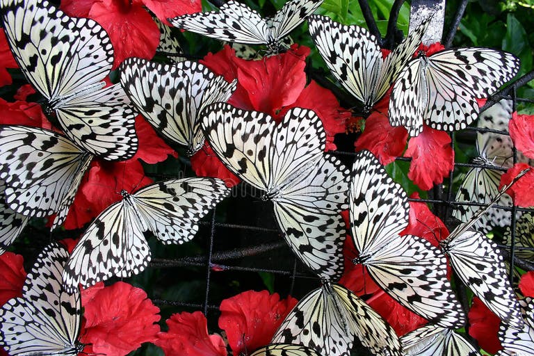 136,867 Butterflies Encanto Stock Photos - Free & Royalty-Free Stock ...