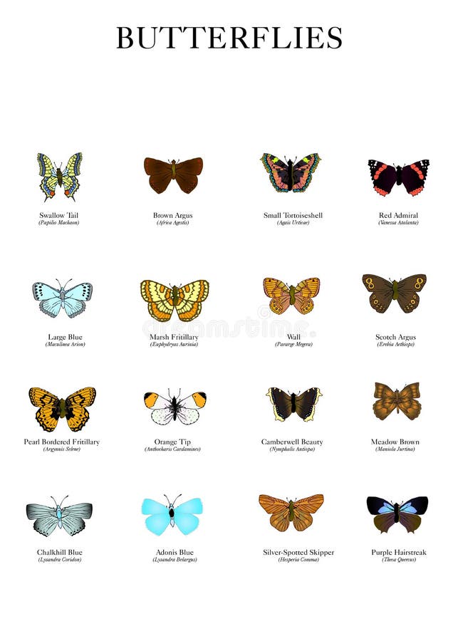 English Butterfly Names