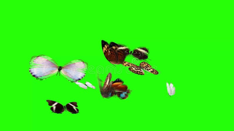 Butterflies Animated Group Flying on Green Screen, Seamless Loop Stock ...