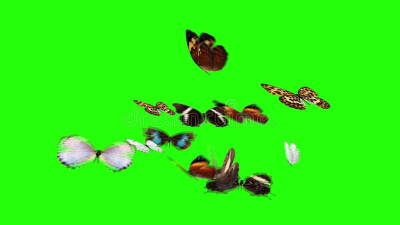 Butterflies Animated Group Flying on Green Screen, Seamless Loop Stock ...