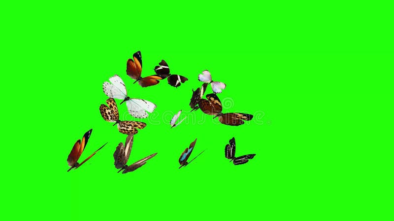 Butterflies Animated Group Flying on Green Screen, Seamless Loop Stock ...
