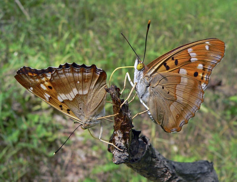 Butterflies (Apatura ilia stock image. Image of garden - 2326407