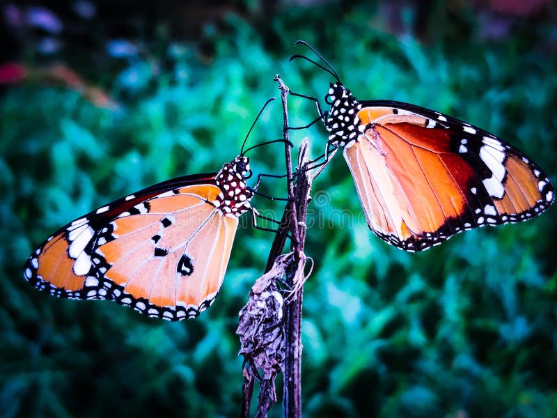 Butterflies stock photo. Image of butterflies, front - 202866472
