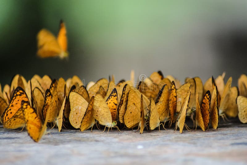 Butterfly Diversity Many Butterfly Species Gathered. Stock Image ...