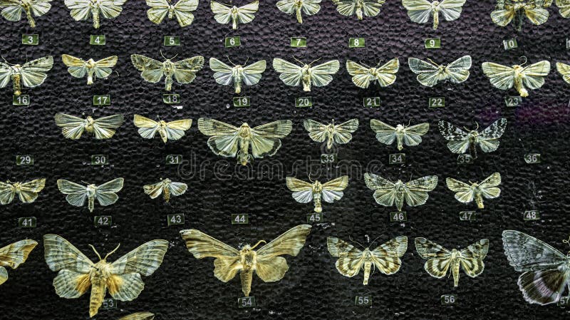 Butterflies Behind Glass. Large Collection of Dried Butterflies Stock ...