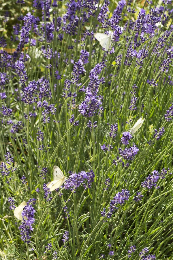 Butterflies on Blooming Lavender Stock Photo - Image of aroma, field ...