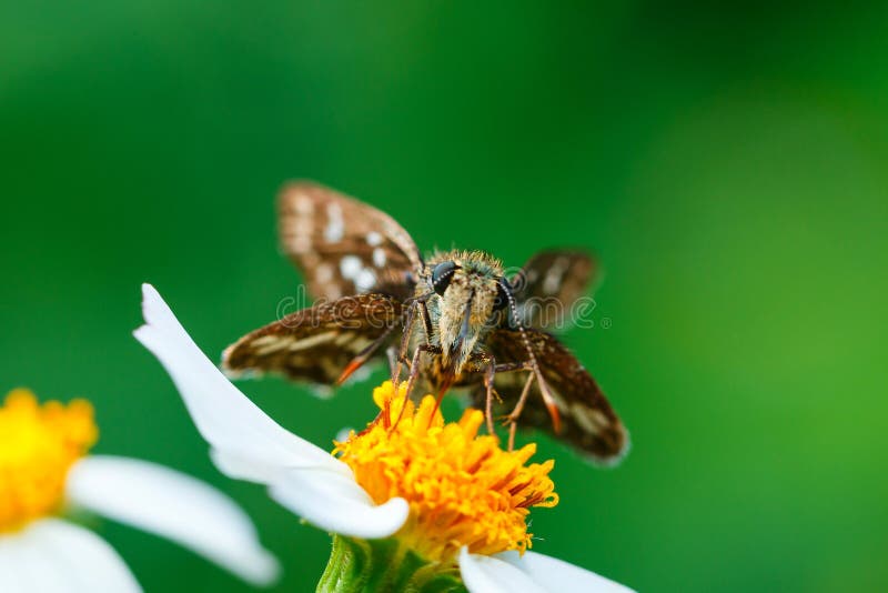 Butterflies ,bug, Butterfly, Insect Stock Photo - Image of invertebrate ...